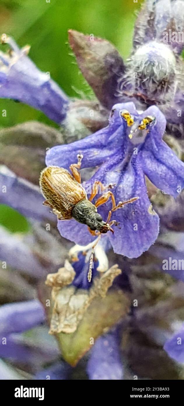 Brown Leaf Weevil (Phyllobius oblongus) Insecta Stock Photo - Alamy
