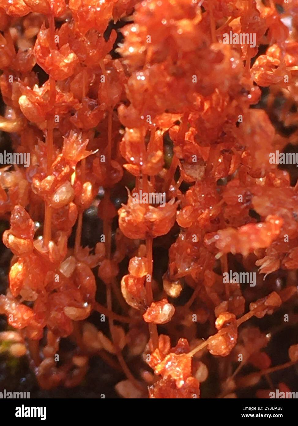sand pygmyweed (Crassula connata) Plantae Stock Photo - Alamy