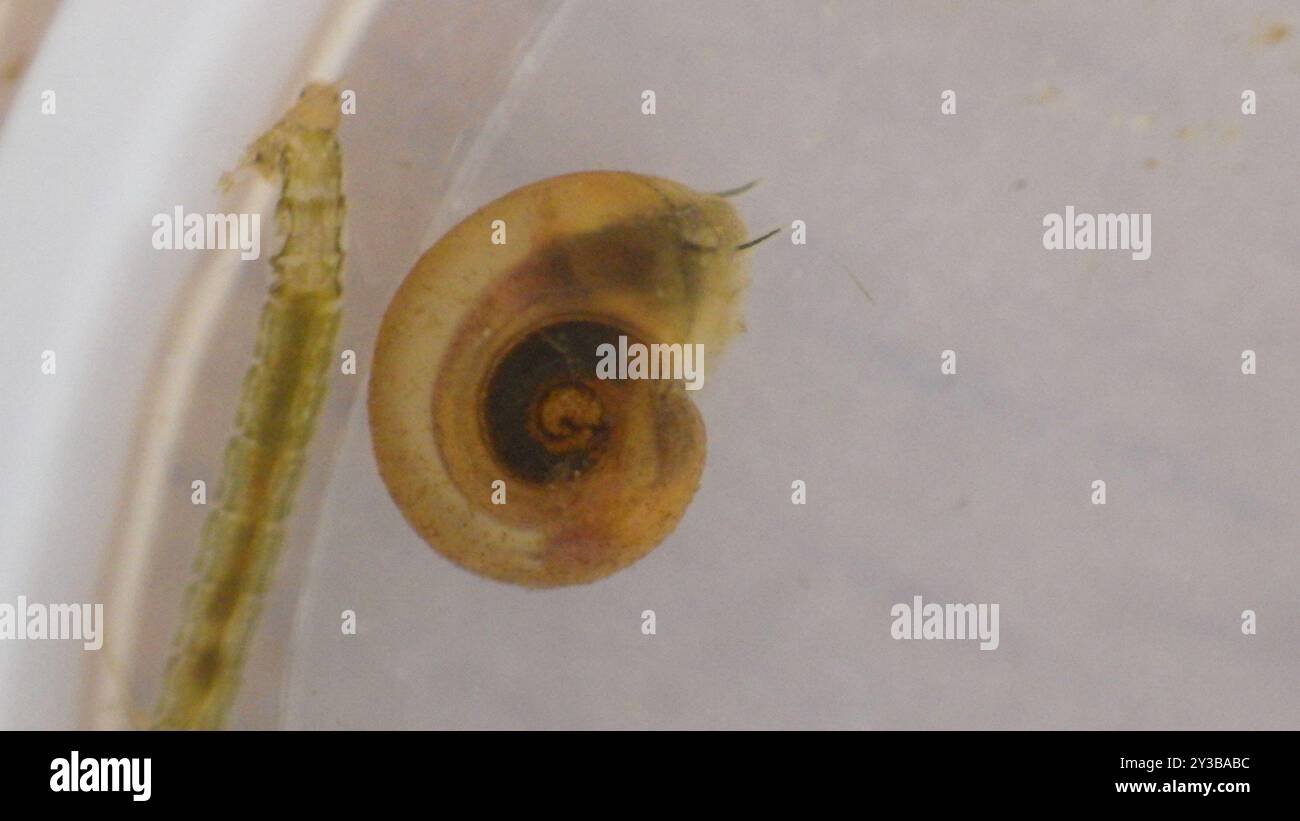 Ramshorn snails (Planorbidae) Mollusca Stock Photo - Alamy