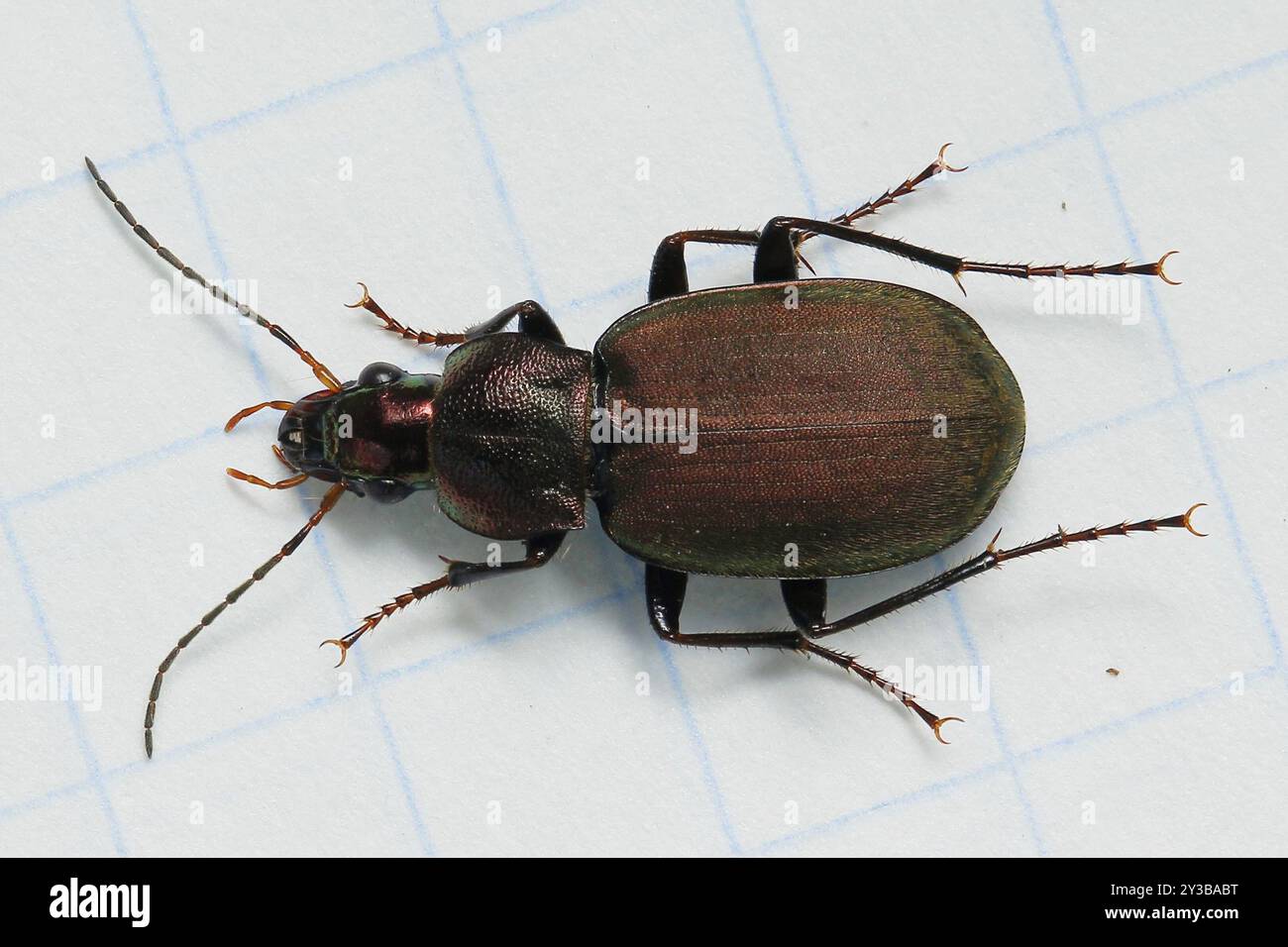 Vivid Metallic Ground Beetles (Chlaenius) Insecta Stock Photo - Alamy