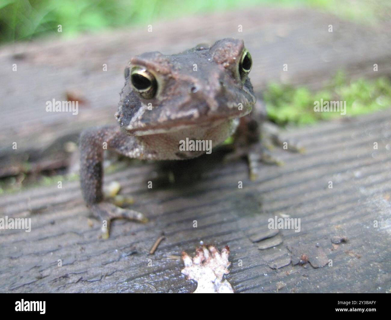 True Toads (Bufonidae) Amphibia Stock Photo - Alamy