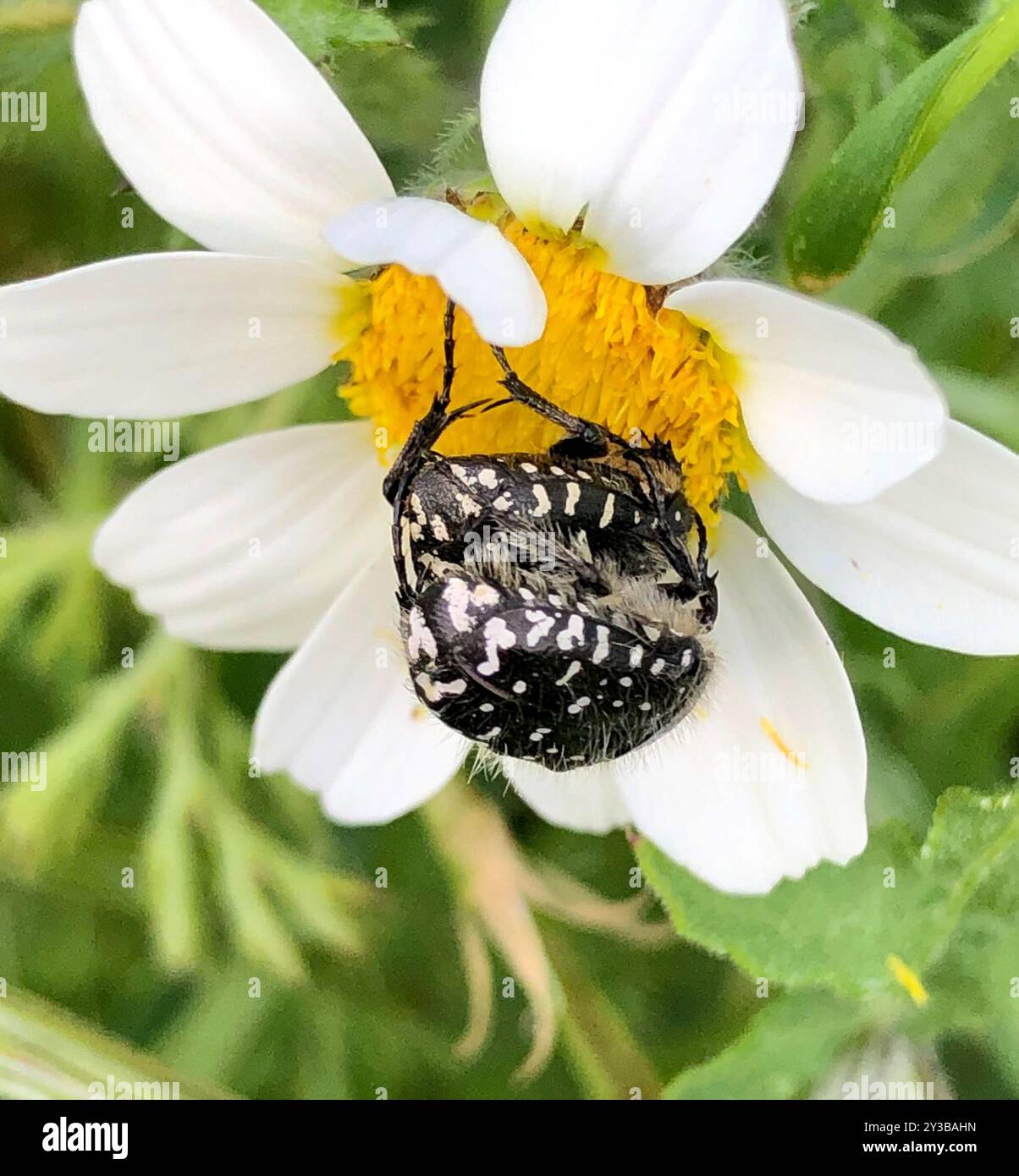 Mediterranean Spotted Chafer (Oxythyrea funesta) Insecta Stock Photo ...