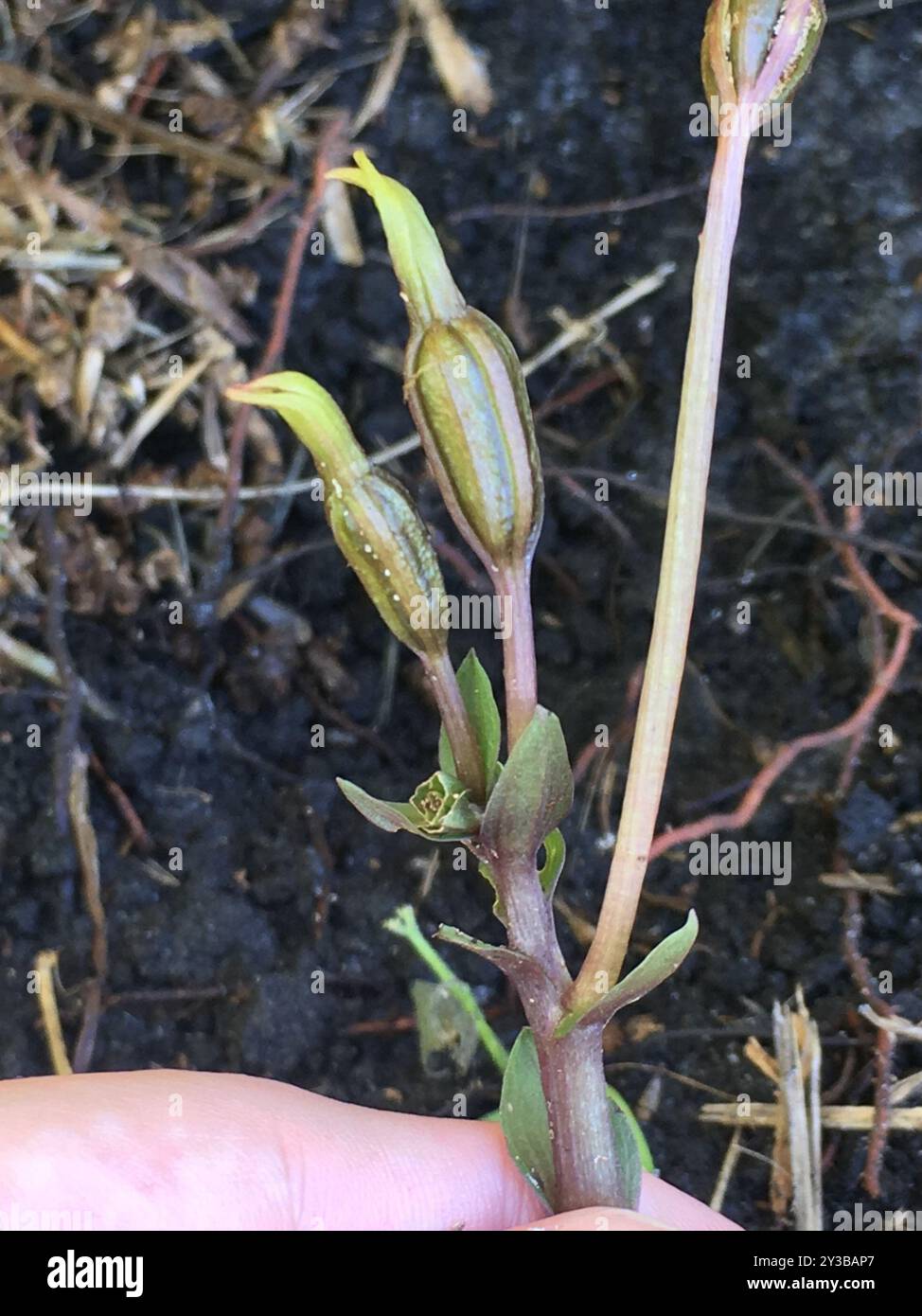 Gentian Noddingcaps (Triphora gentianoides) Plantae Stock Photo - Alamy