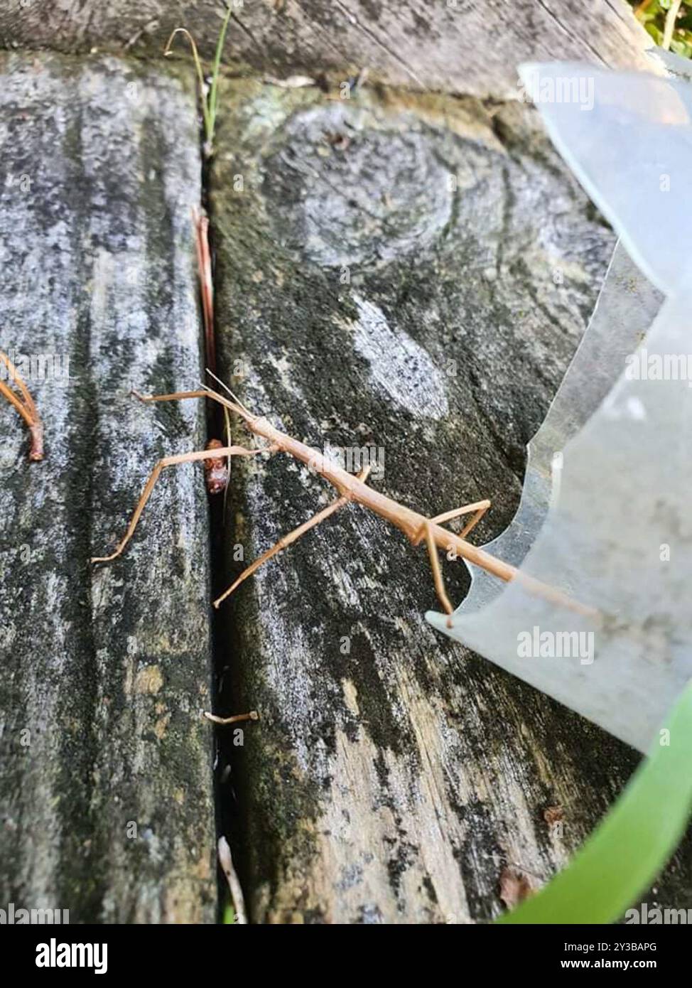 Stick Insects (Phasmida) Insecta Stock Photo - Alamy