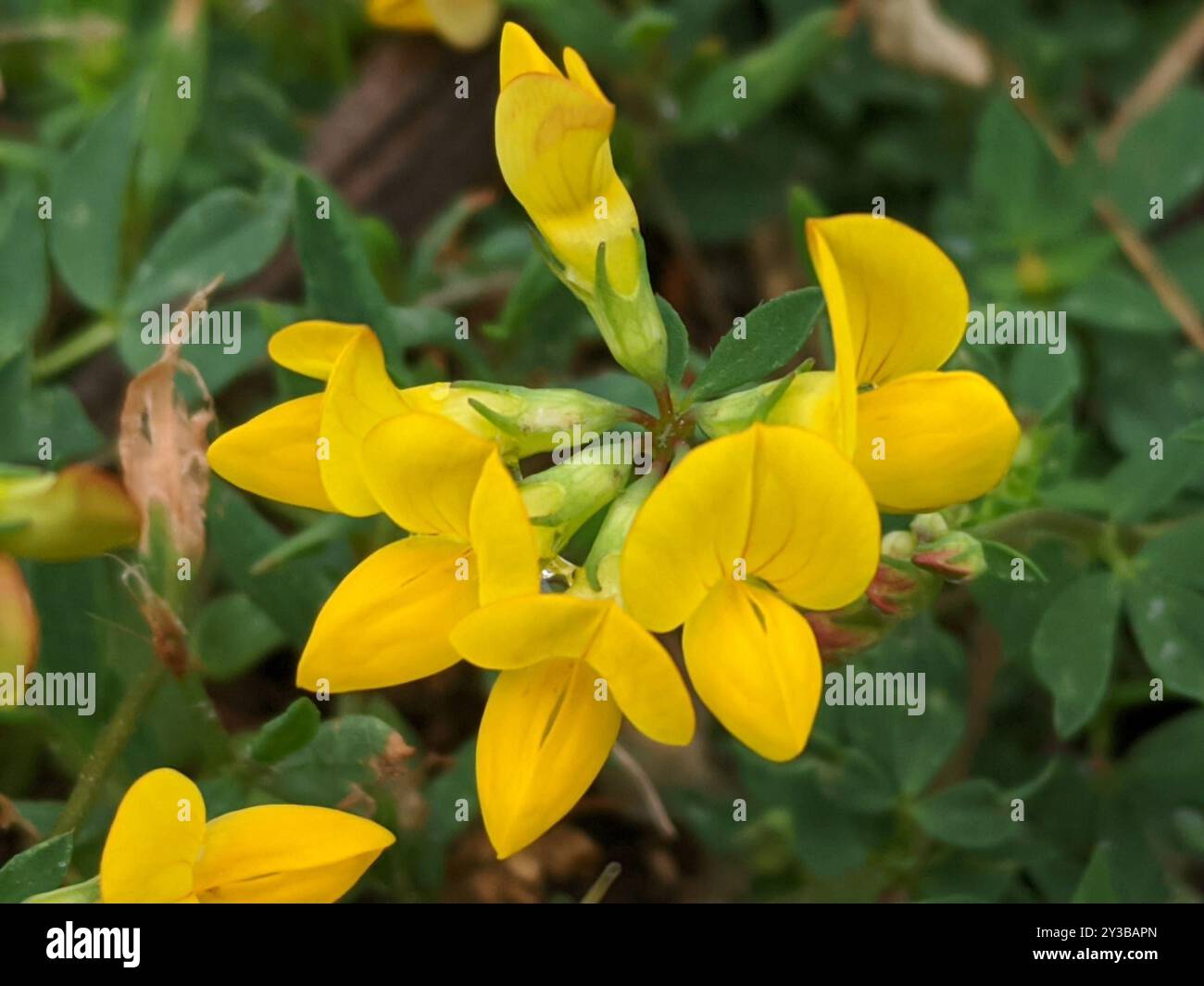 bird's-foot trefoils (Lotus) Plantae Stock Photo - Alamy