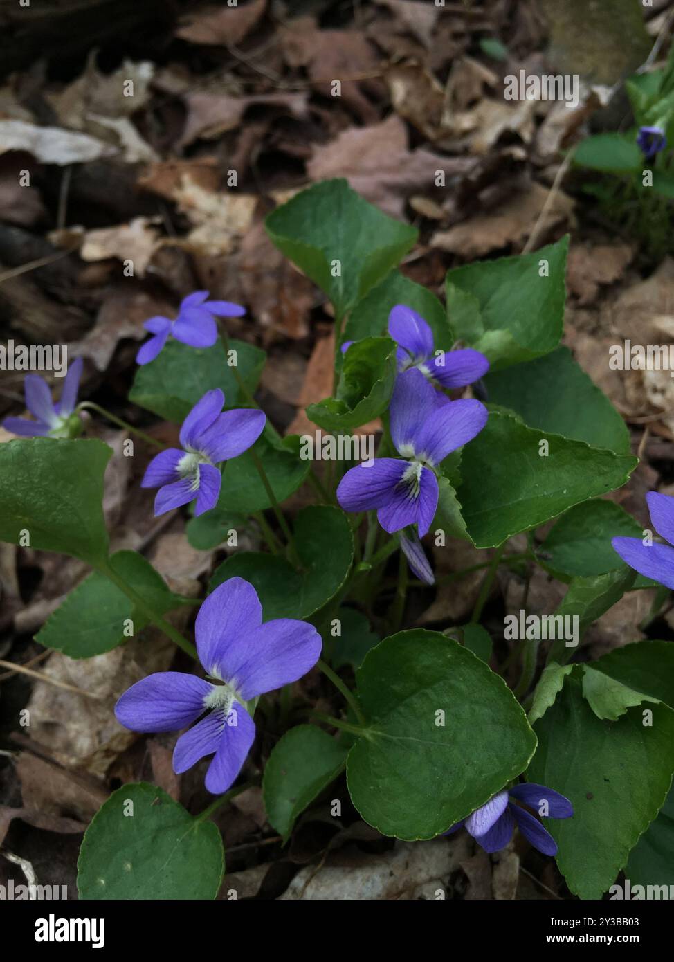 Violet blue plantae hi-res stock photography and images - Alamy