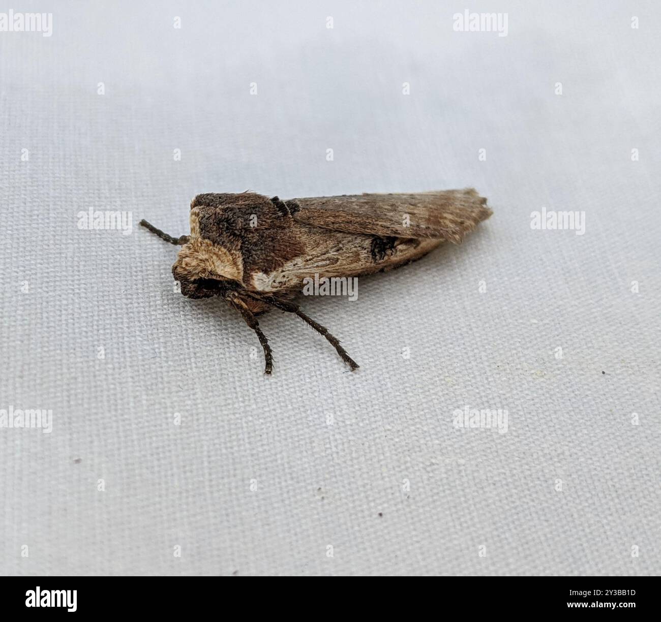 Dot-and-Dash Swordgrass Moth (Xylena curvimacula) Insecta Stock Photo ...