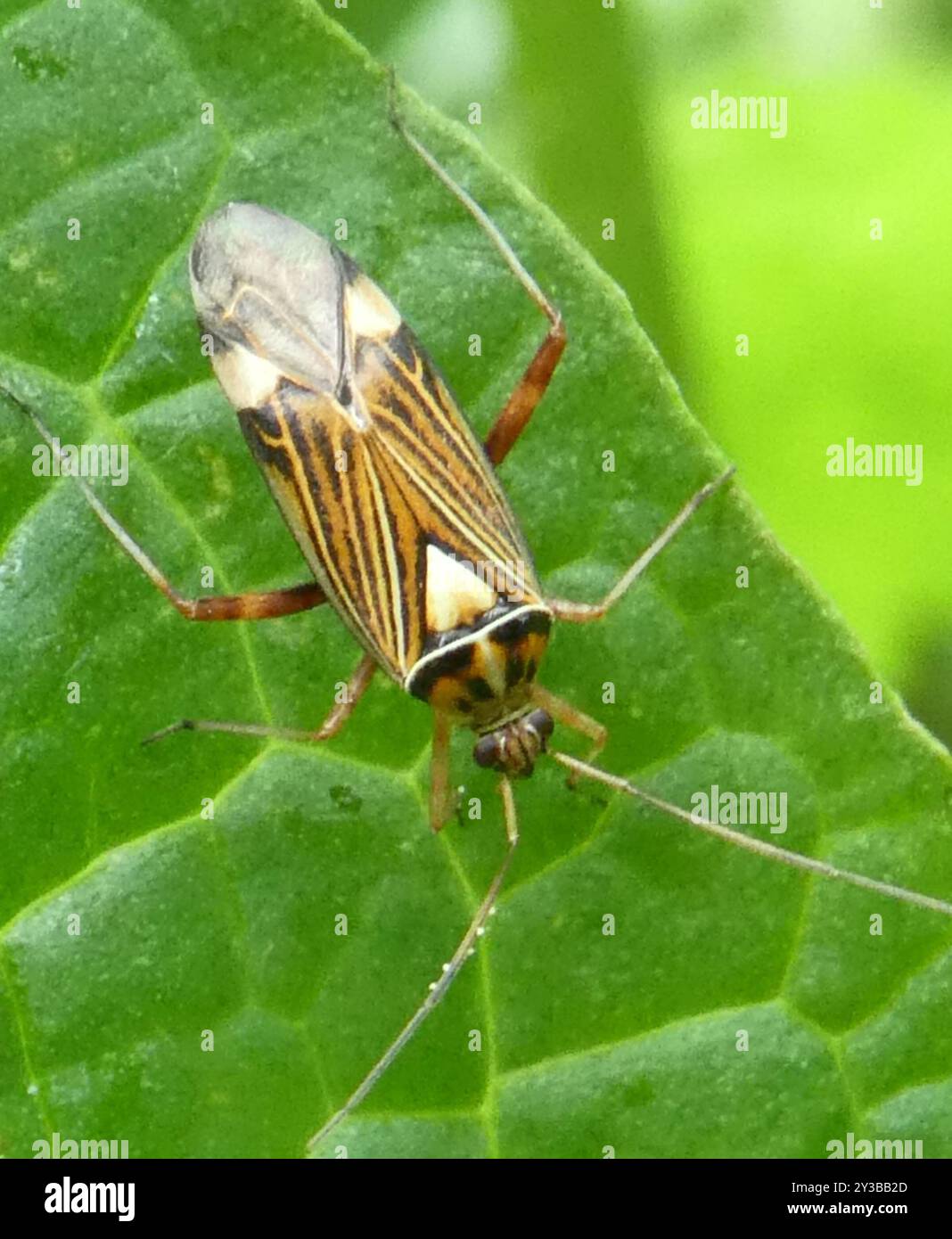 Striped Oak Bug (Rhabdomiris striatellus) Insecta Stock Photo - Alamy