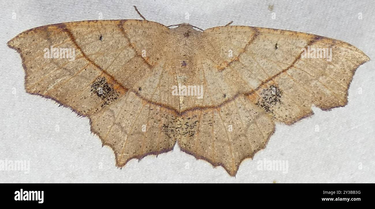 Oak Besma Moth (Besma quercivoraria) Insecta Stock Photo - Alamy