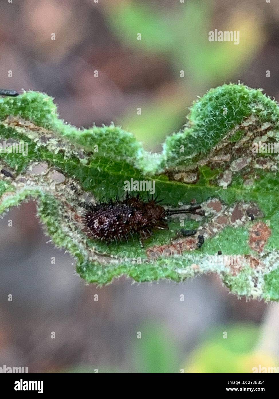 Spiky Leafbeetles (Hispini) Insecta Stock Photo - Alamy