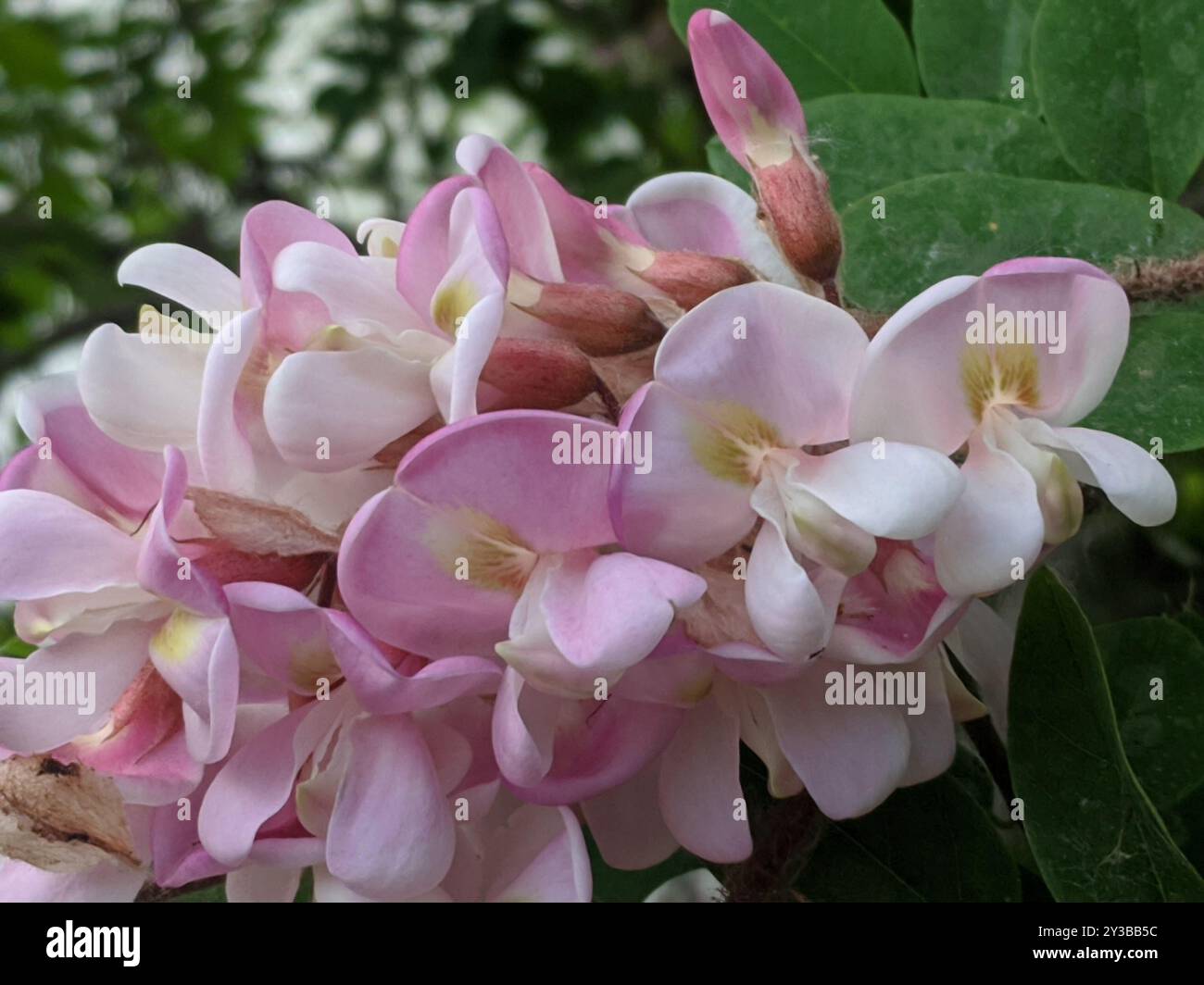 Locust Trees (Robinia) Plantae Stock Photo - Alamy