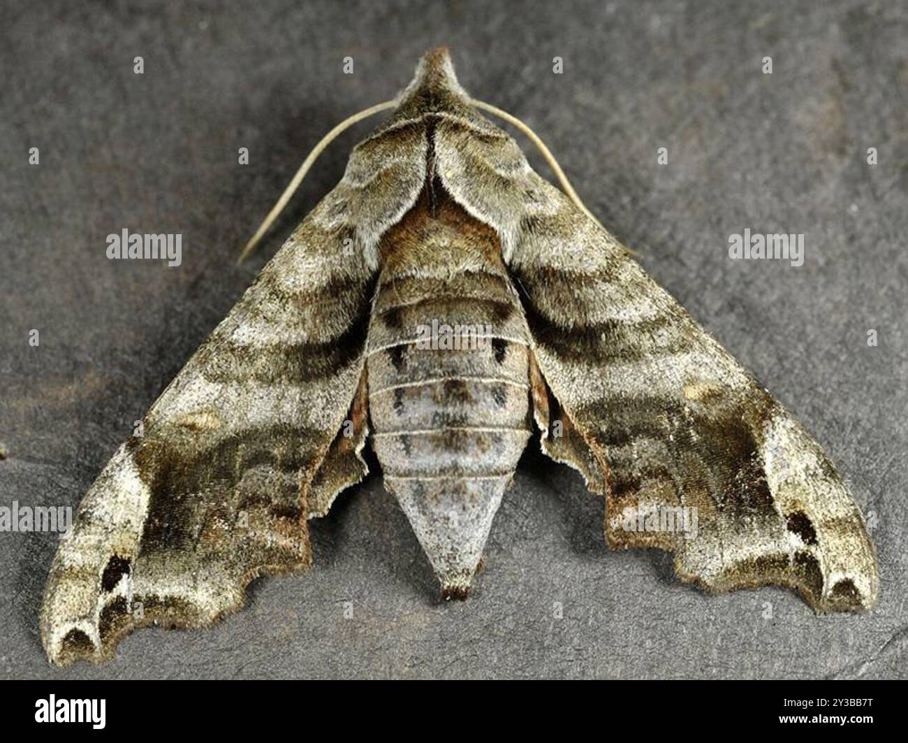 Lettered Sphinx (Deidamia inscriptum) Insecta Stock Photo - Alamy