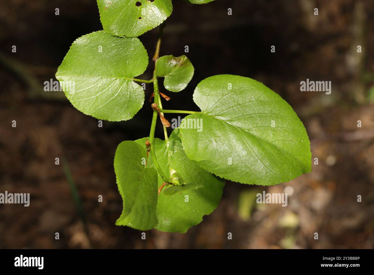 Italian alder (Alnus cordata) Plantae Stock Photo - Alamy