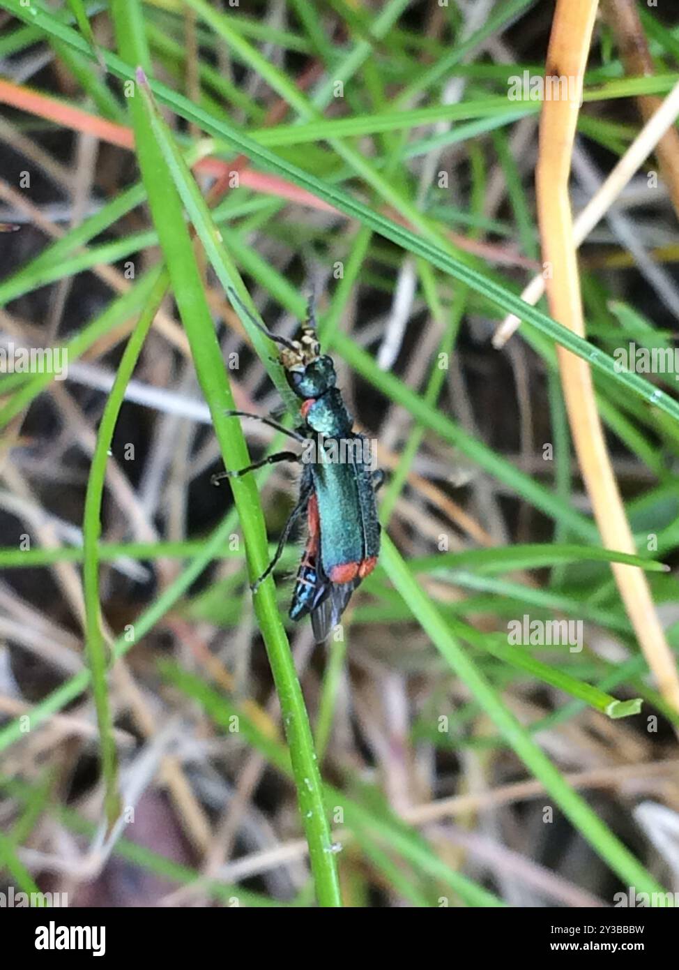 Common Malachite-beetle (Malachius bipustulatus) Insecta Stock Photo ...
