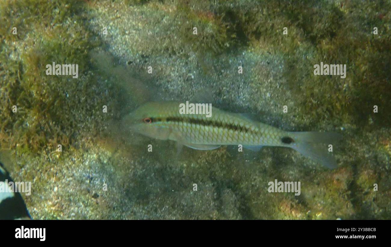 Dot-and-dash Goatfish (Parupeneus barberinus) Actinopterygii Stock ...