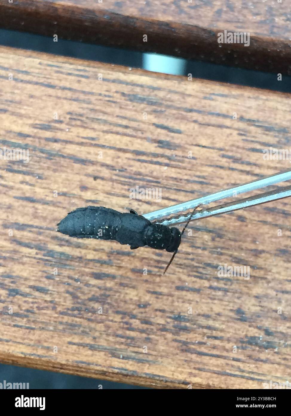 Devil's Coach Horse Beetle (Ocypus olens) Insecta Stock Photo - Alamy