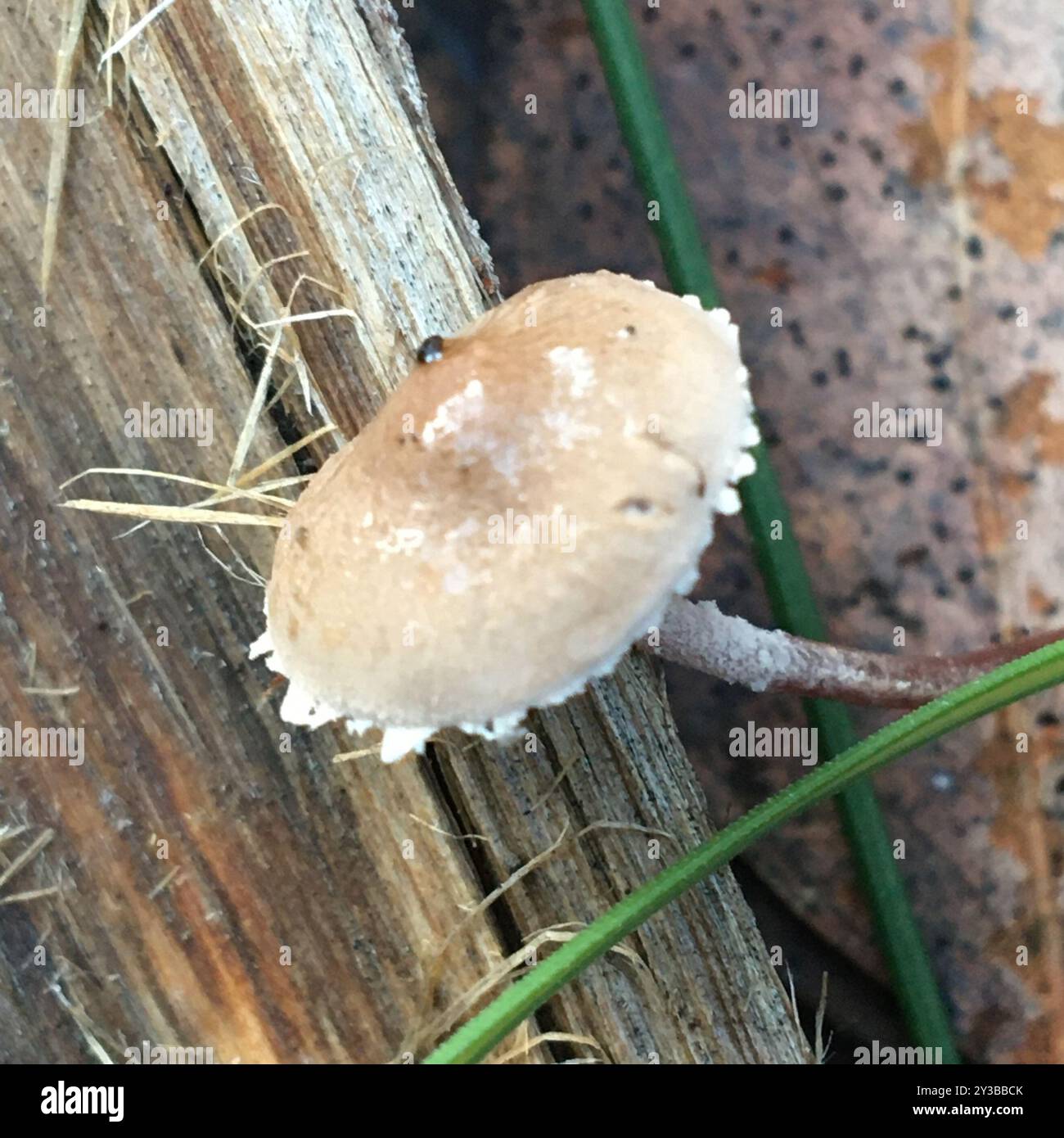 redspored dapperling (Melanophyllum haematospermum) Fungi Stock Photo ...