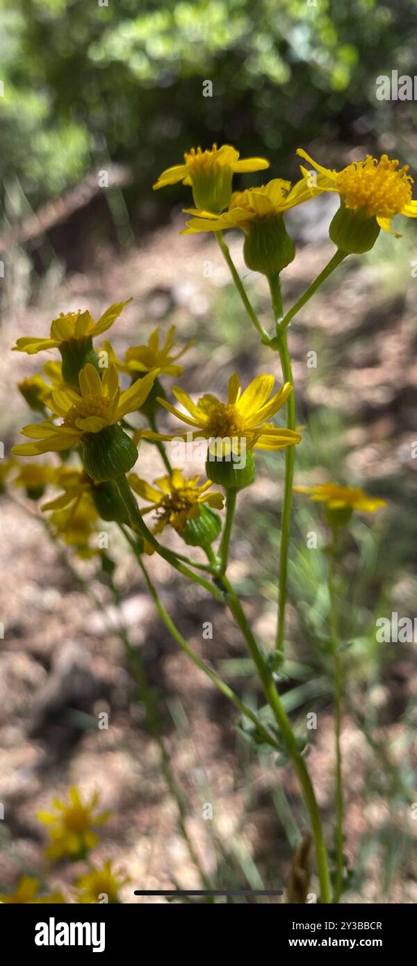 Lobeleaf Groundsel (Packera multilobata) Plantae Stock Photo - Alamy