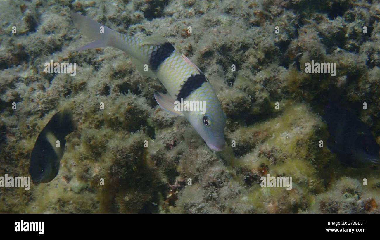 Indian Doublebar Goatfish (Parupeneus trifasciatus) Actinopterygii ...