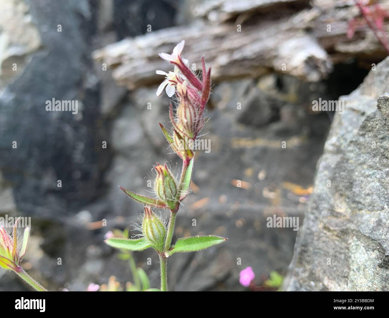 Small-flowered Catchfly (Silene gallica) Plantae Stock Photo - Alamy