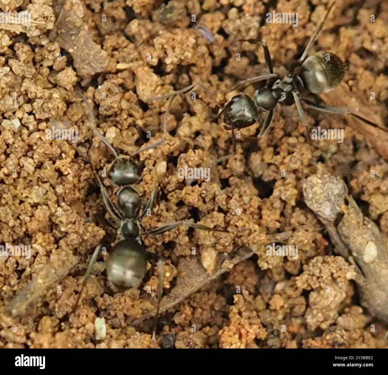 Wood, Mound, and Field Ants (Formica) Insecta Stock Photo - Alamy