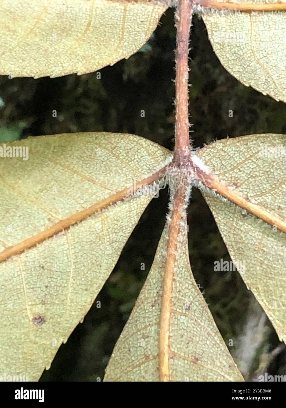 sand hickory (Carya pallida) Plantae Stock Photo - Alamy