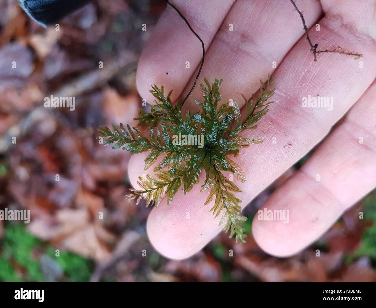 Palm-tree Moss (Plagiomnium undulatum) Plantae Stock Photo - Alamy