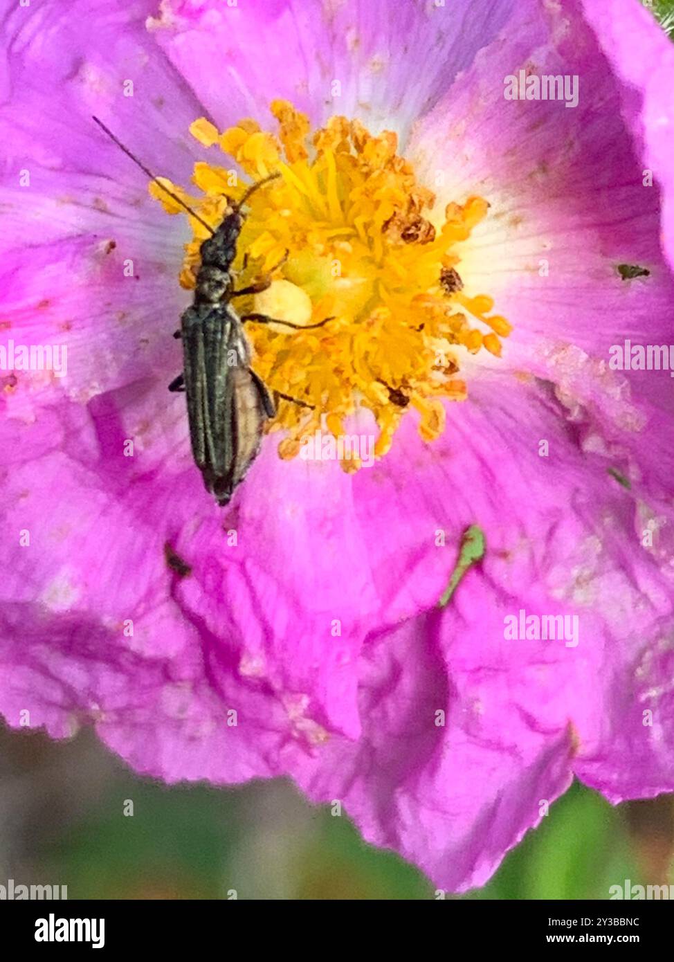 Yellow-legged Thick-legged Flower Beetle (Oedemera flavipes) Insecta ...