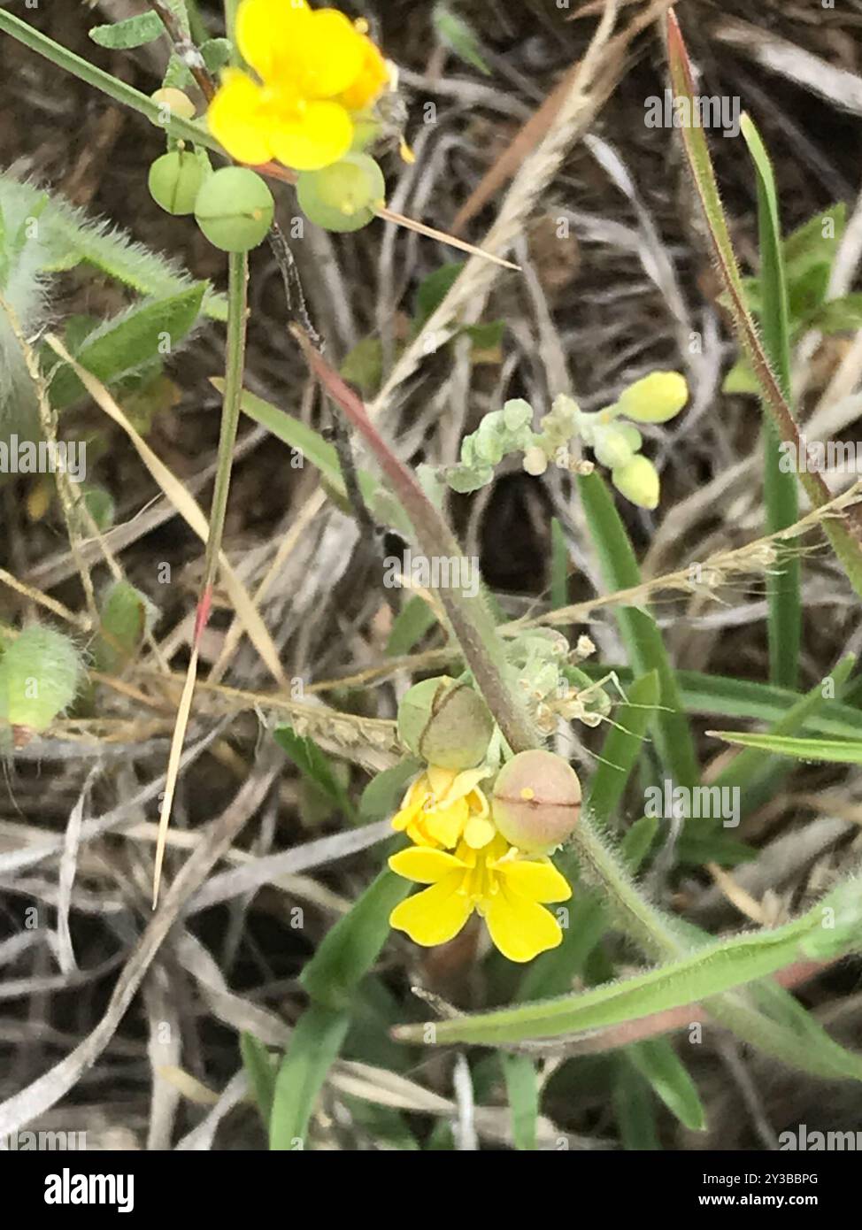 bladderpods (Physaria) Plantae Stock Photo - Alamy
