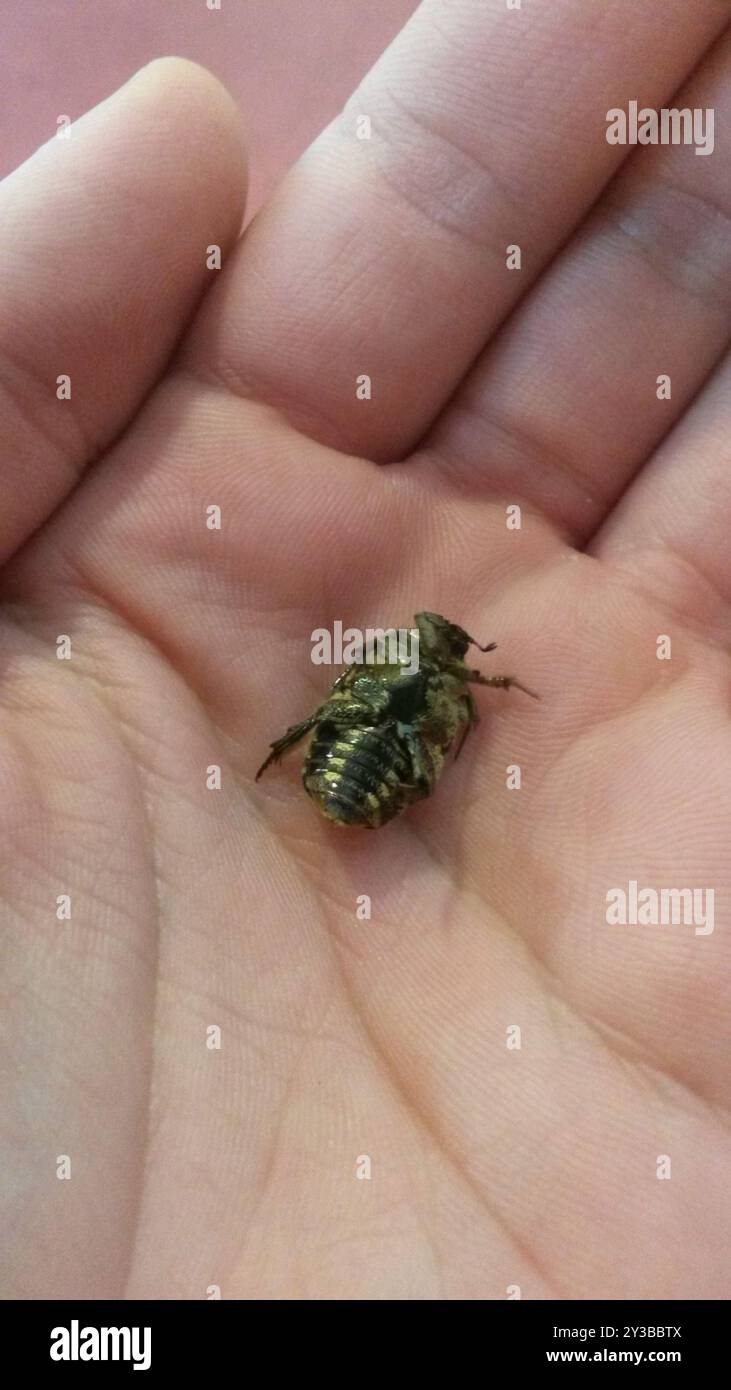 Mango Flower Beetle (Protaetia fusca) Insecta Stock Photo - Alamy