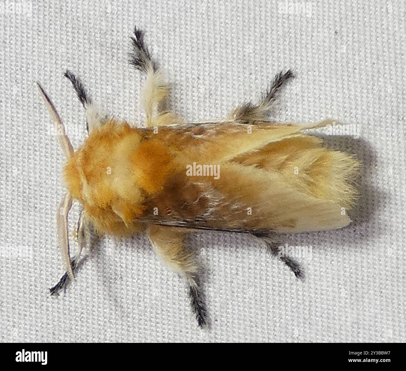 Southern Flannel Moth (Megalopyge opercularis) Insecta Stock Photo - Alamy
