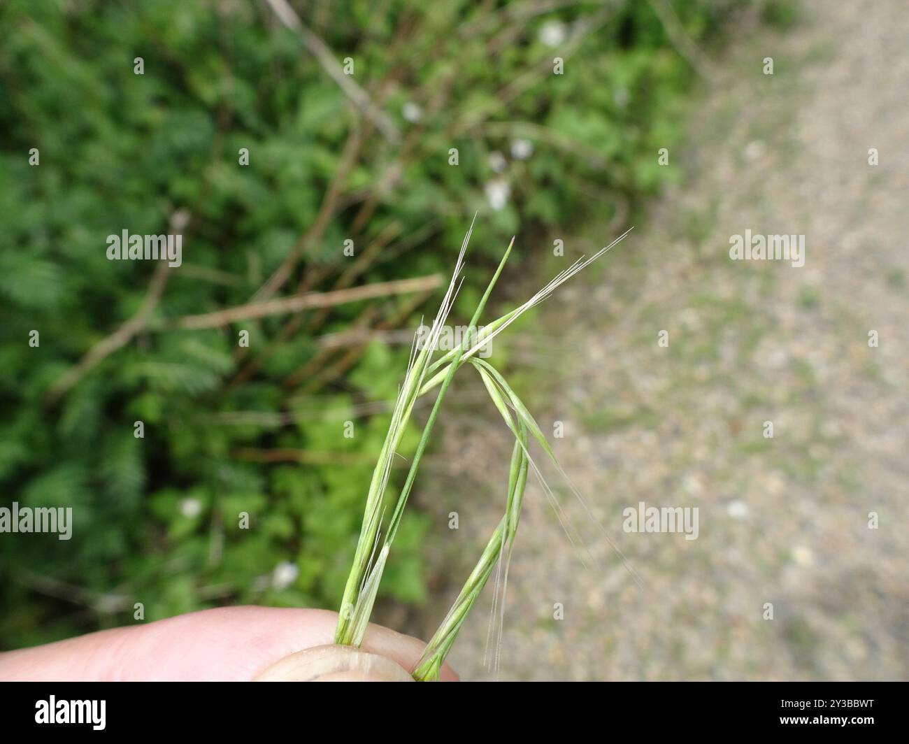 rattail sixweeks grass (Festuca myuros) Plantae Stock Photo - Alamy