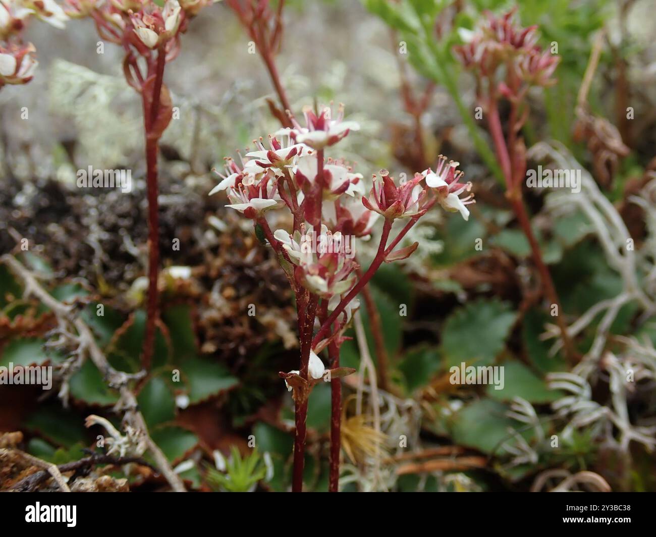 Western Saxifrage (Micranthes occidentalis) Plantae Stock Photo - Alamy
