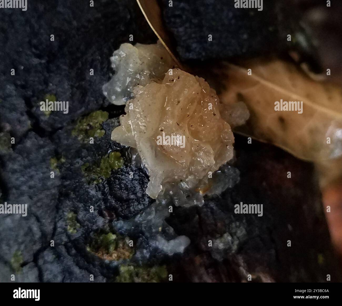 Crystal Brain Fungus (Myxarium nucleatum) Fungi Stock Photo - Alamy