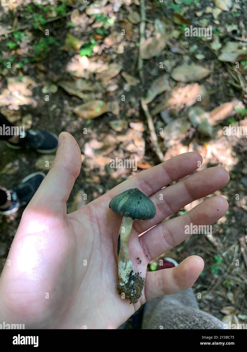 Webcaps (Cortinarius) Fungi Stock Photo - Alamy