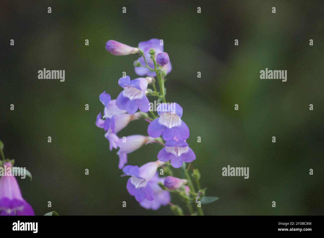 Showy Penstemon (Penstemon spectabilis) Plantae Stock Photo - Alamy