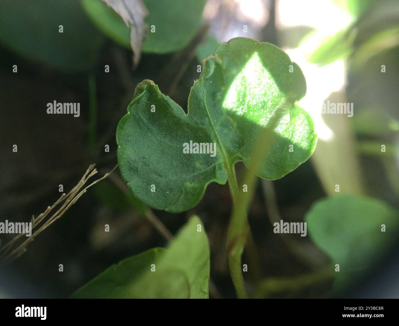 northern white violet (Viola minuscula) Plantae Stock Photo - Alamy