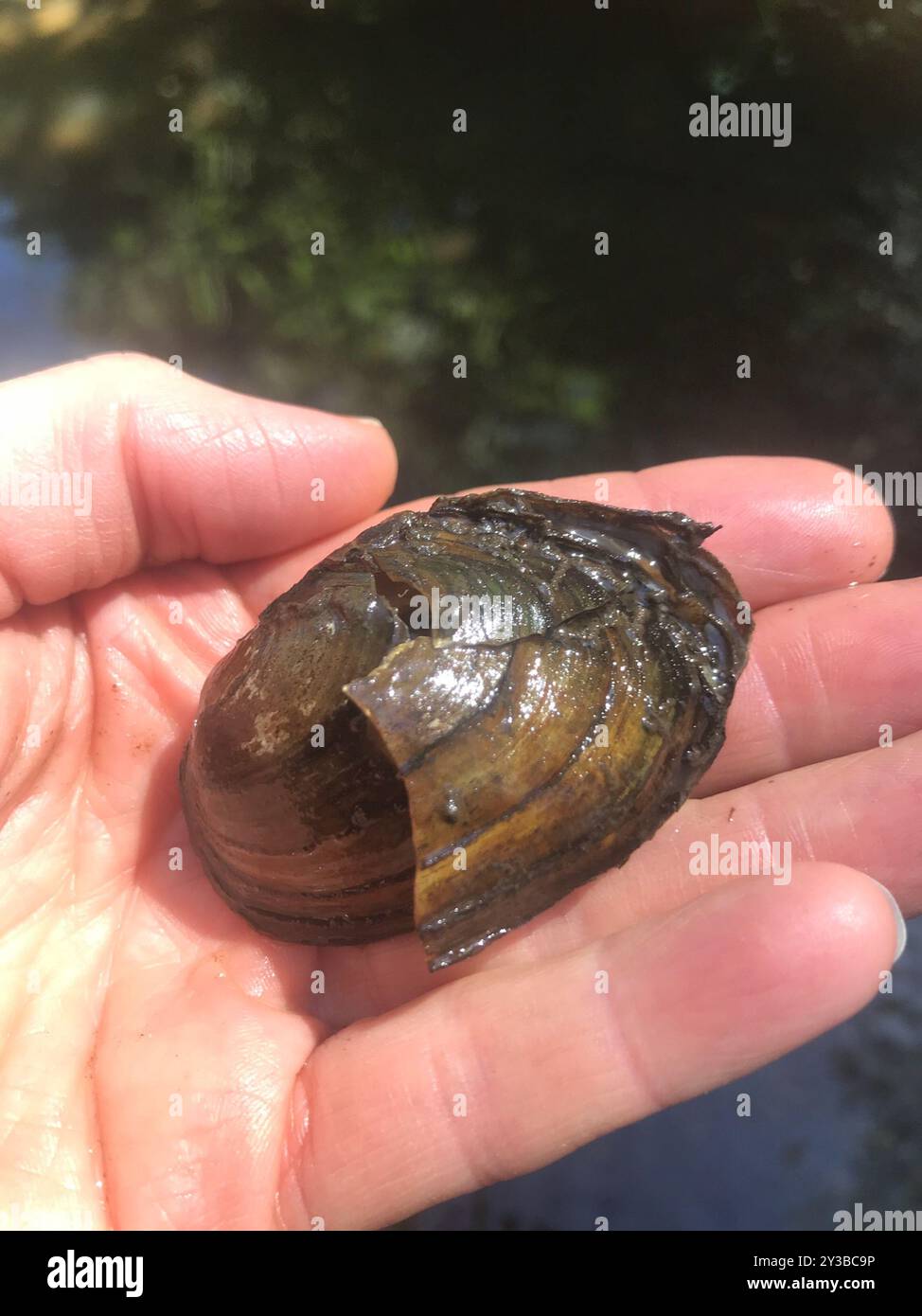 Duck Mussel (Anodonta anatina) Mollusca Stock Photo - Alamy