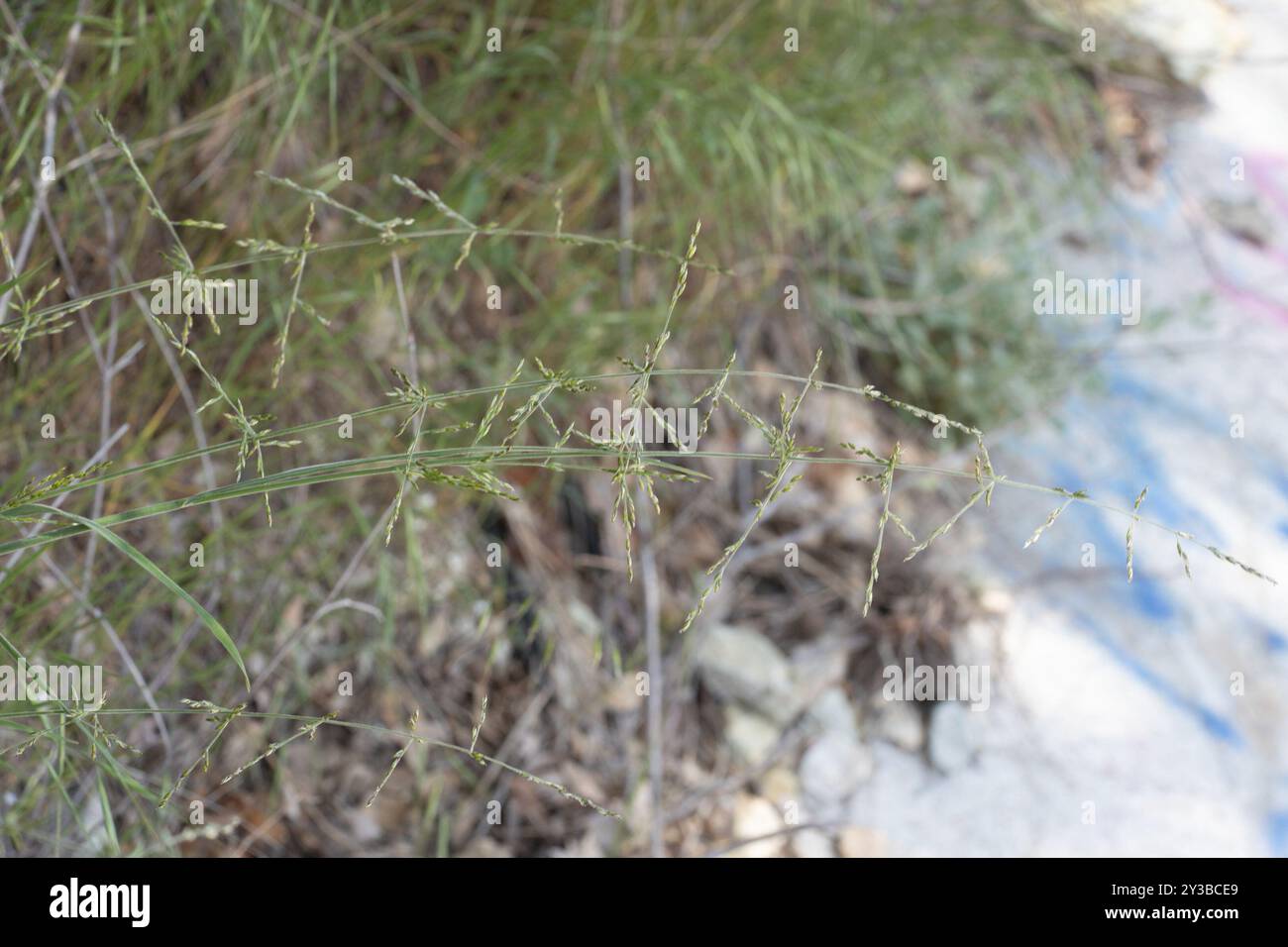 grasses (Poaceae) Plantae Stock Photo - Alamy