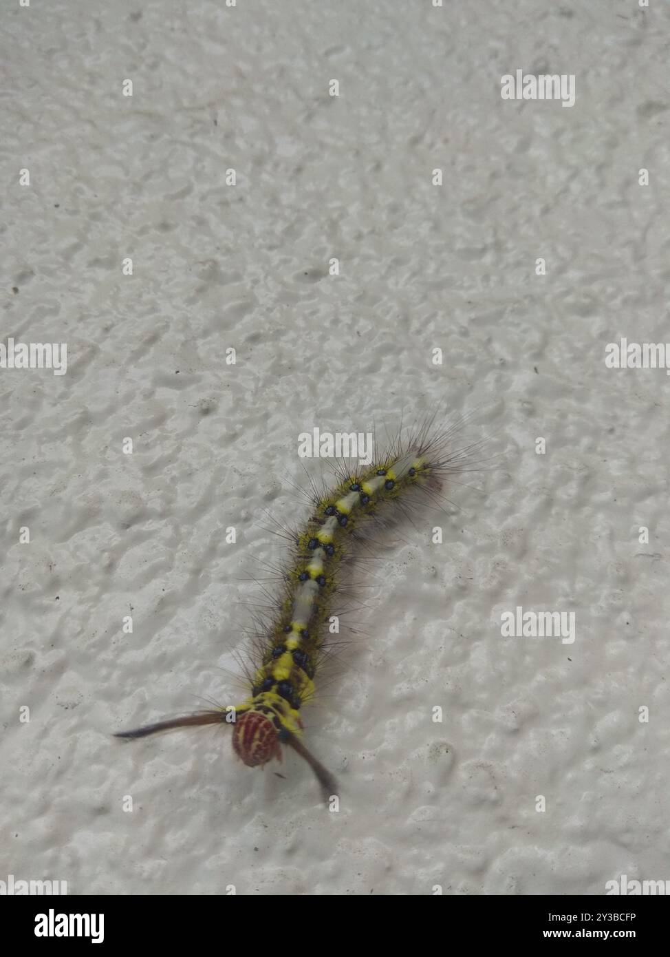 Trabala pallida hi-res stock photography and images - Alamy