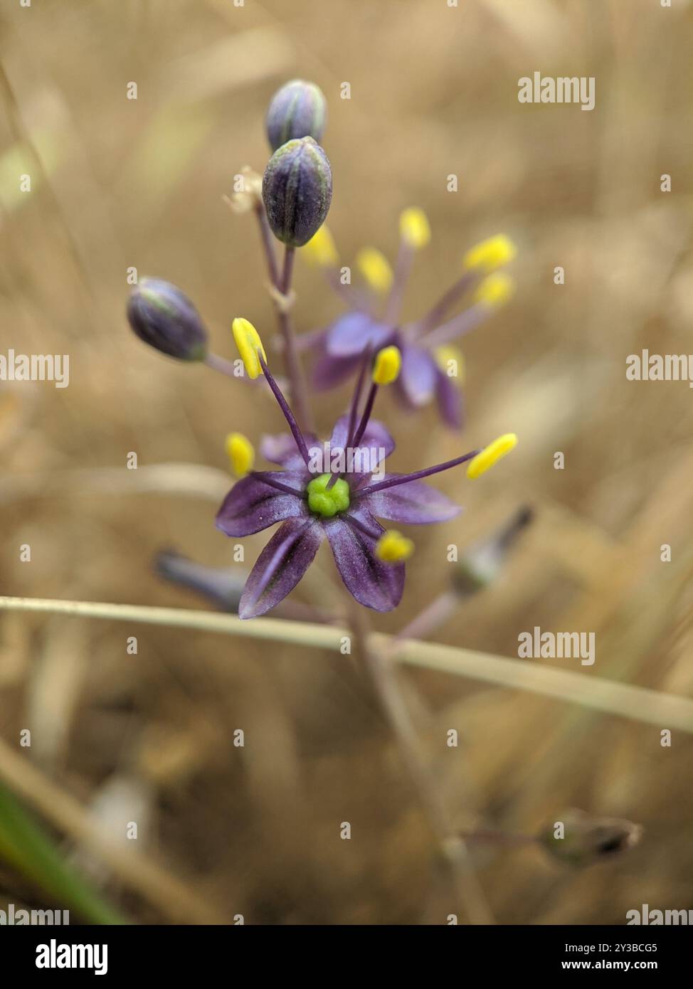 santa lucia purple amole (Hooveria purpurea purpurea) Plantae Stock ...