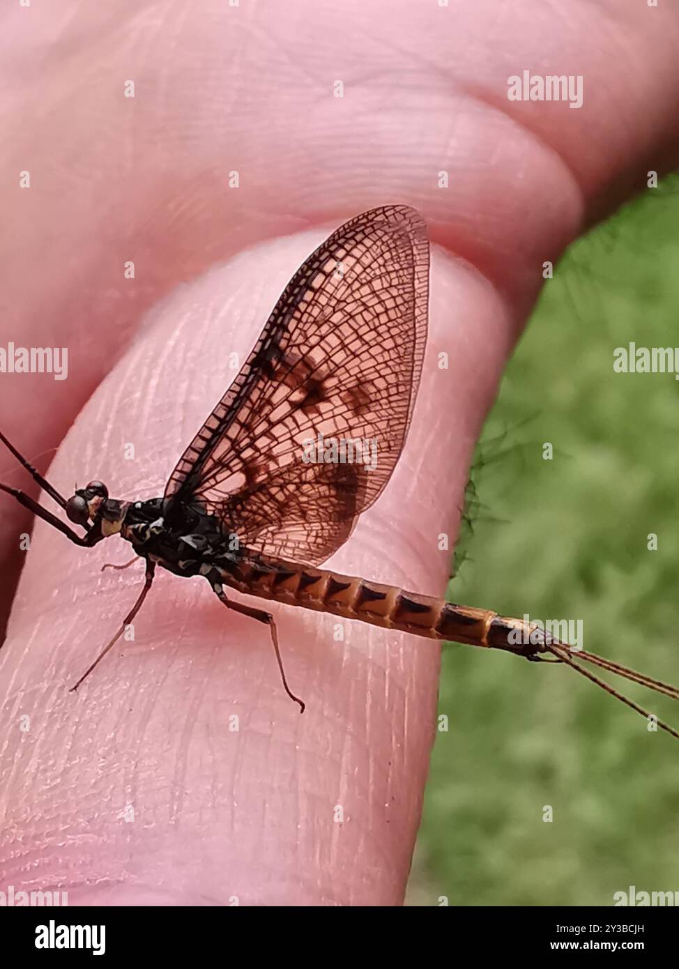 Green Drakes (Ephemera) Insecta Stock Photo - Alamy