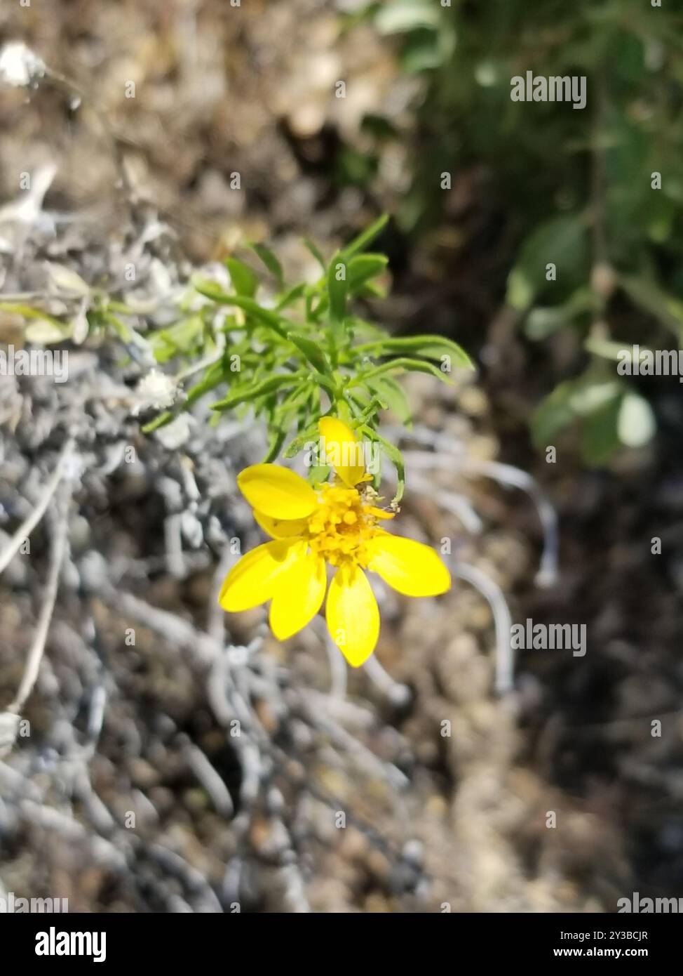 narrowleaf goldenbush (Ericameria linearifolia) Plantae Stock Photo - Alamy