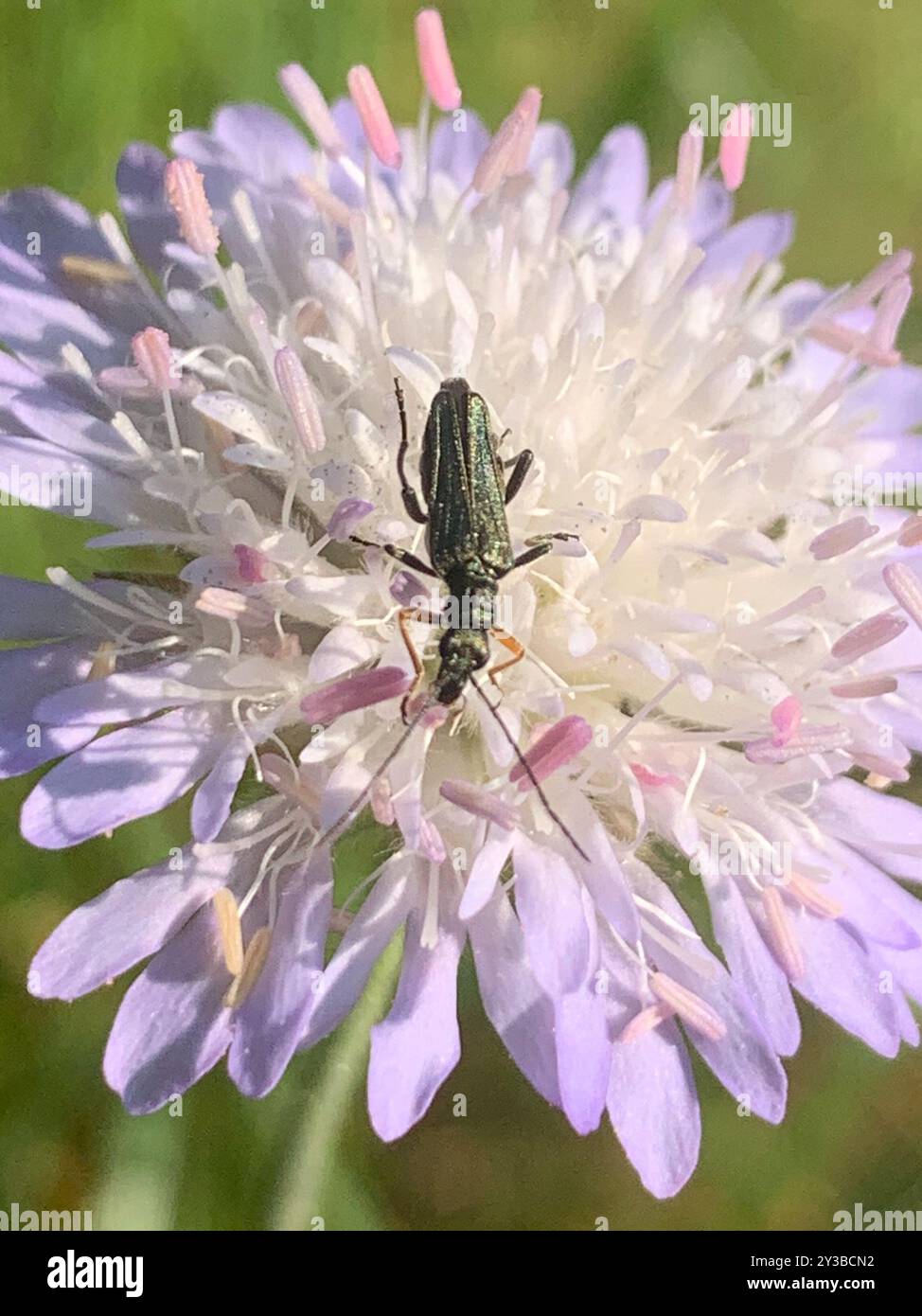 Yellow-legged Thick-legged Flower Beetle (Oedemera flavipes) Insecta ...