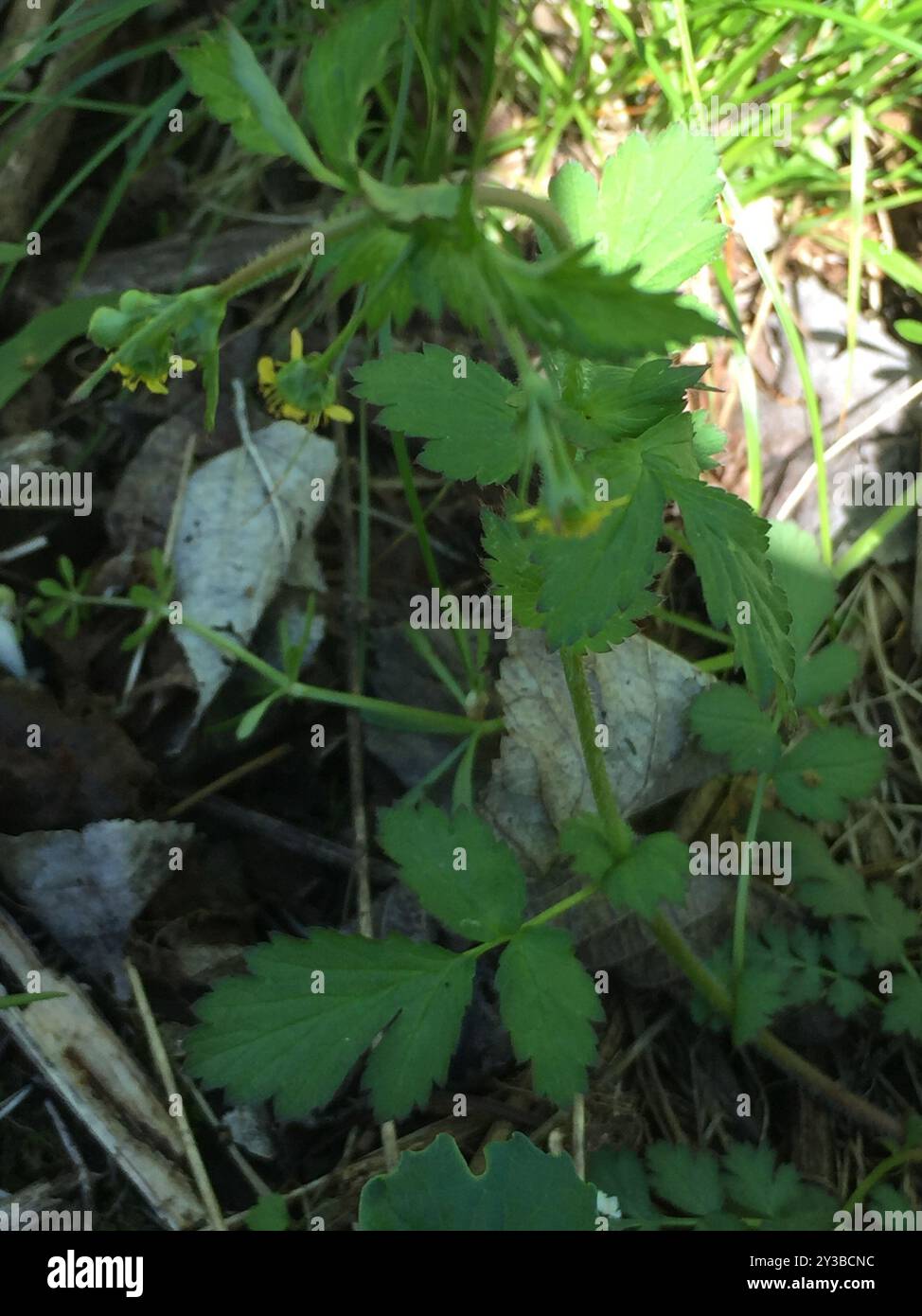 Spring Avens (Geum vernum) Plantae Stock Photo - Alamy