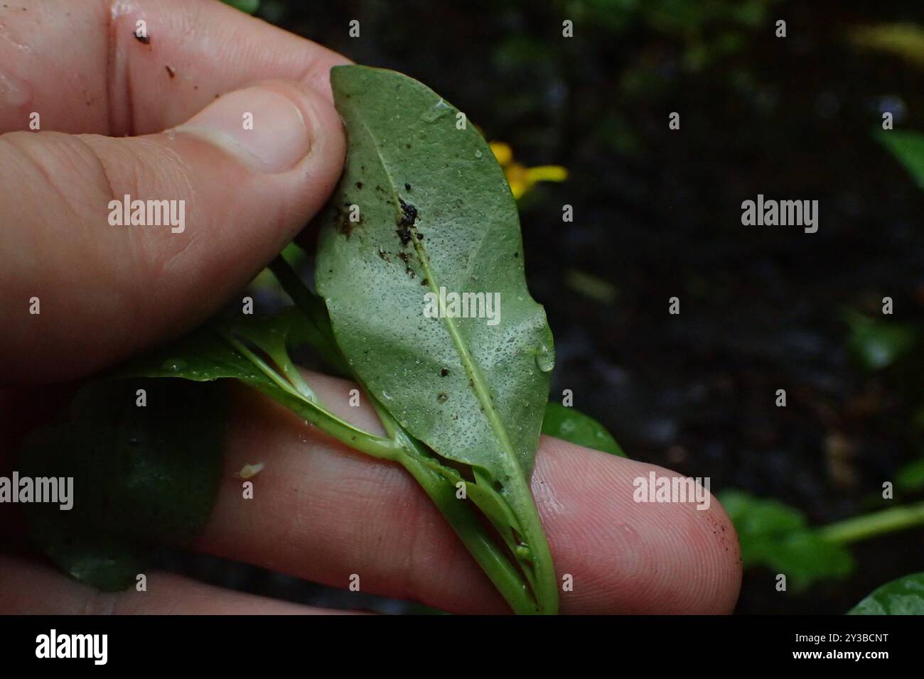 seaside brookweed (Samolus parviflorus) Plantae Stock Photo - Alamy
