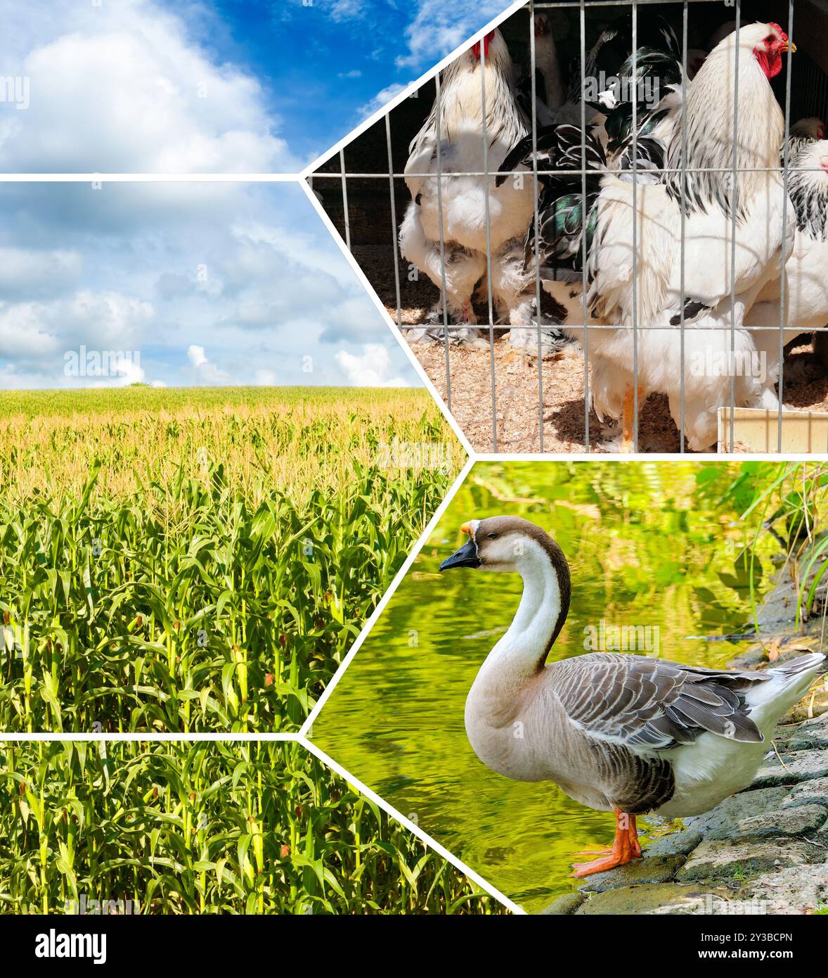 Poultry farm and corn field. Corn is a feed crop for poultry farming ...