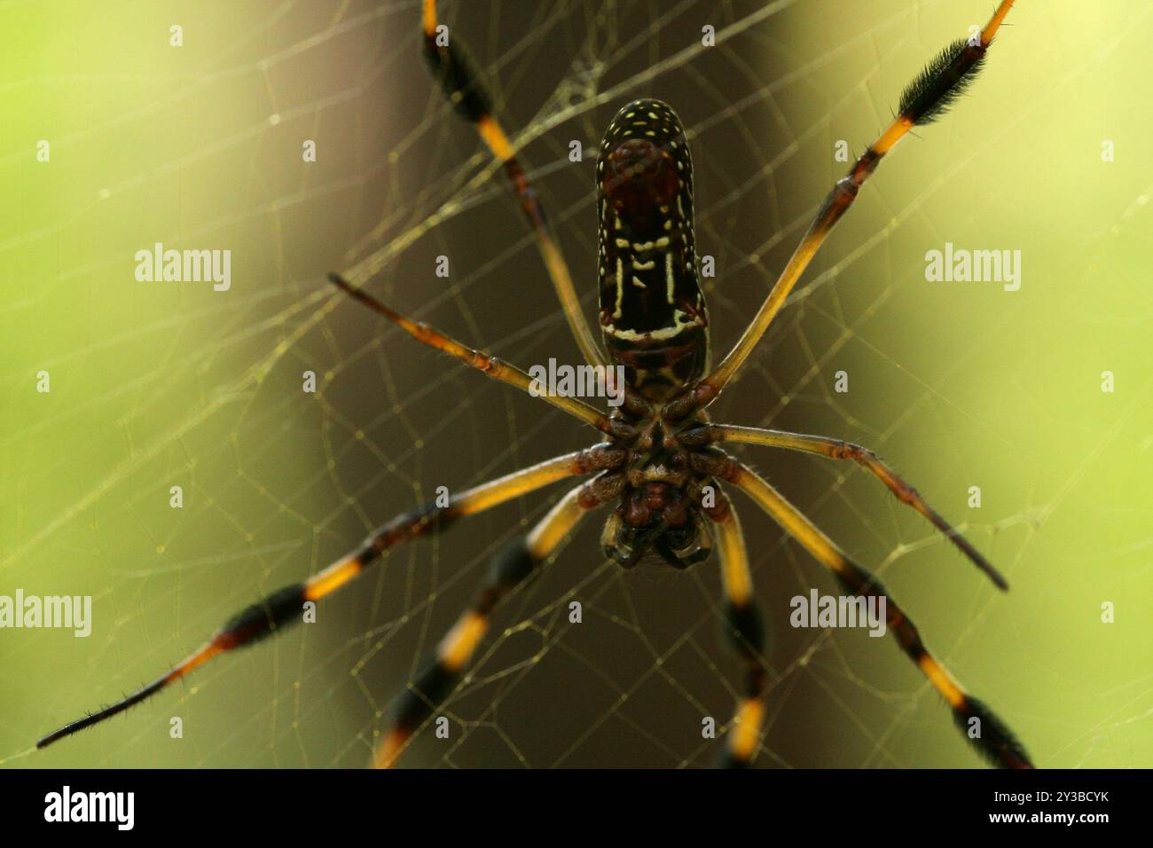 Golden Silk Spider (Trichonephila clavipes) Arachnida Stock Photo - Alamy