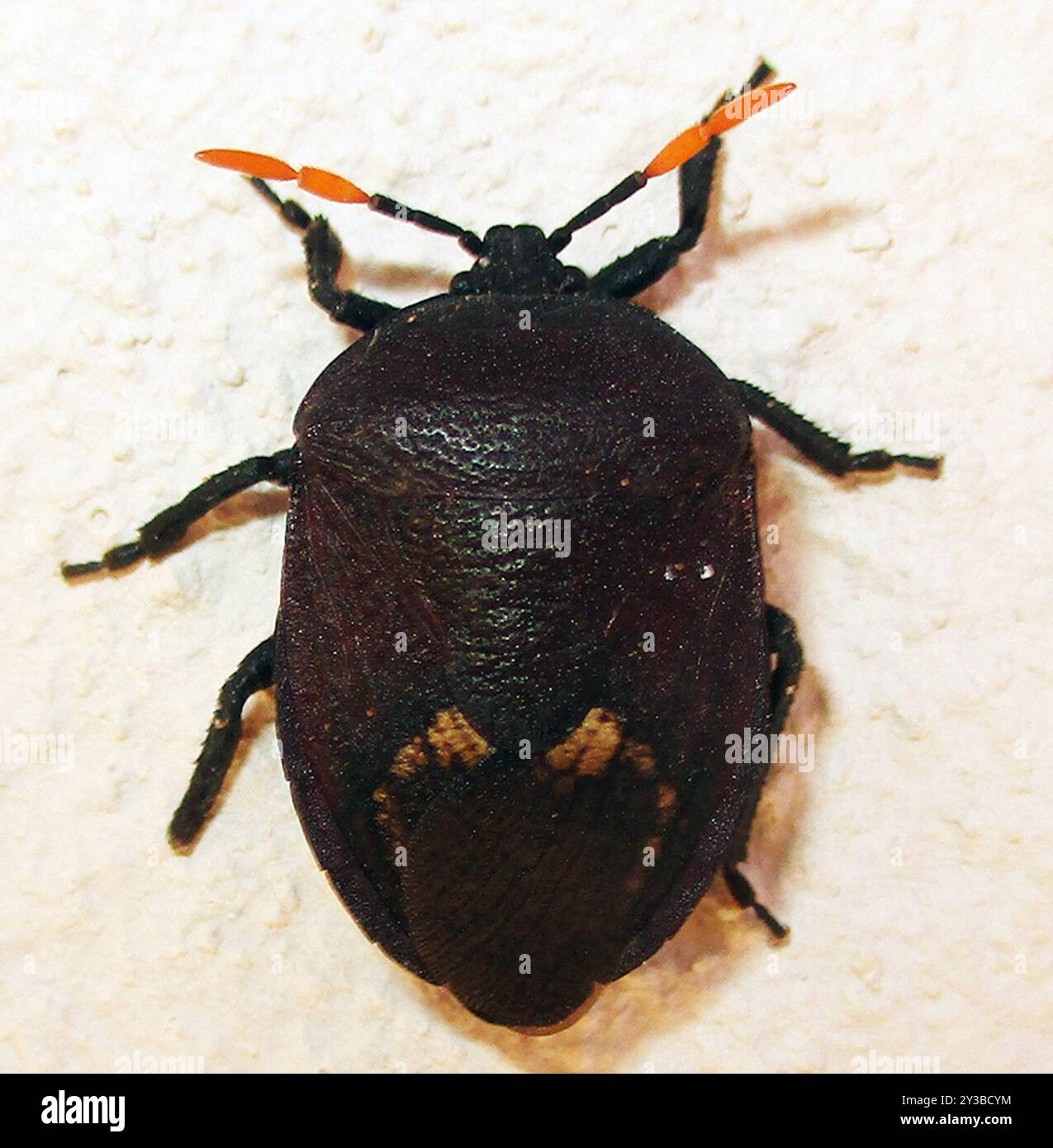 Watermelon Bug (Coridius nubilus) Insecta Stock Photo - Alamy