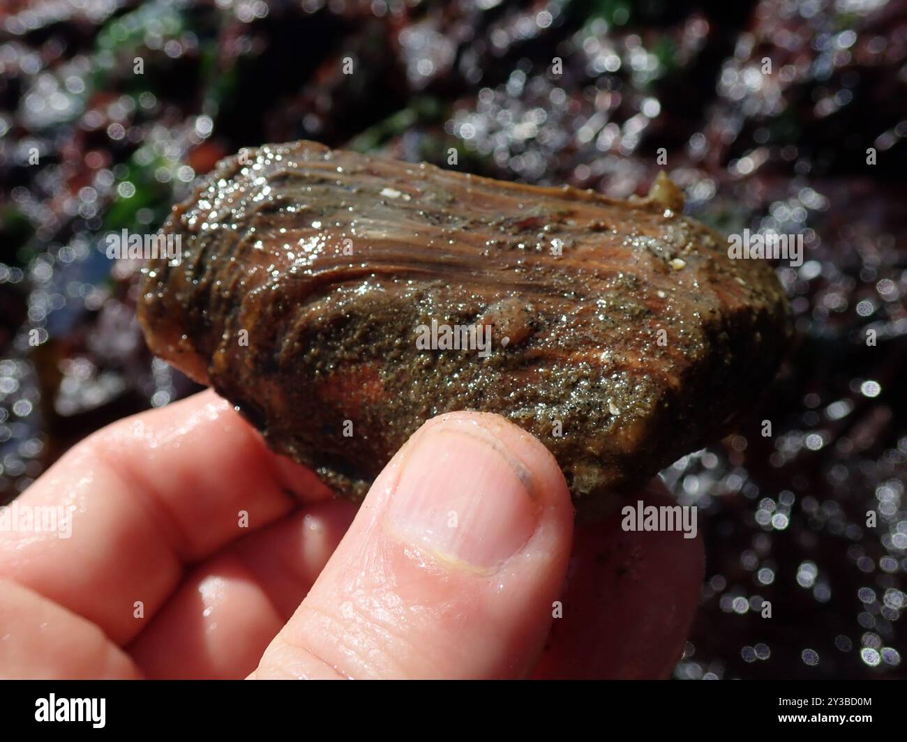 Northwest Ugly Clam (Entodesma navicula) Mollusca Stock Photo - Alamy